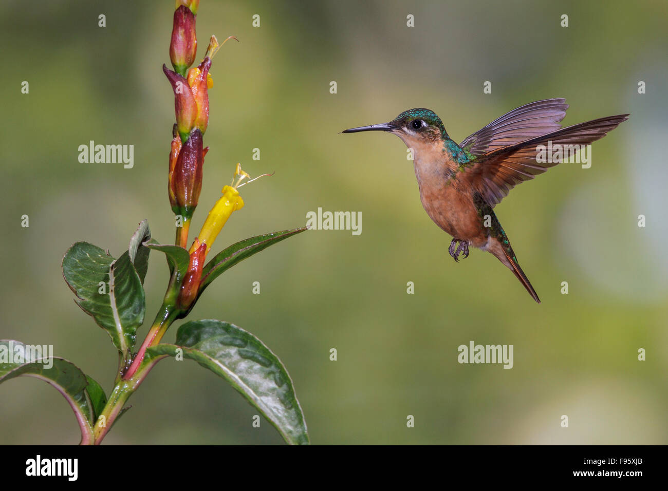 Brazilian ruby hummingbird hi-res stock photography and images - Alamy