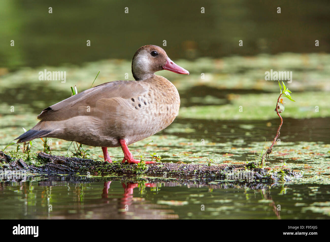 Brazilian Teal (Amazonetta brasiliensis) in a lake in the Atlantic ...