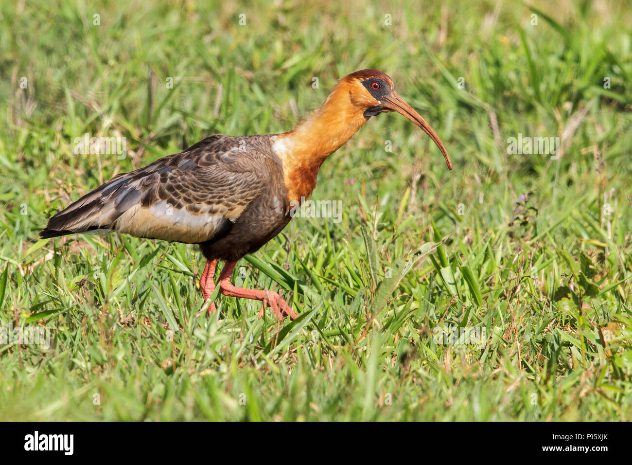 Buffnecked Ibis (Theristicus caudatus) in the grasslands near the ...