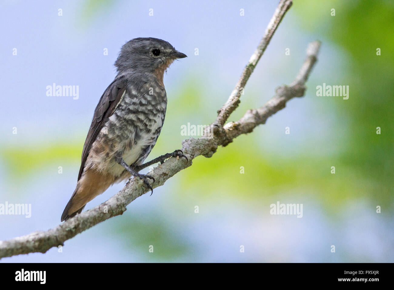Pipra hi-res stock photography and images - Alamy