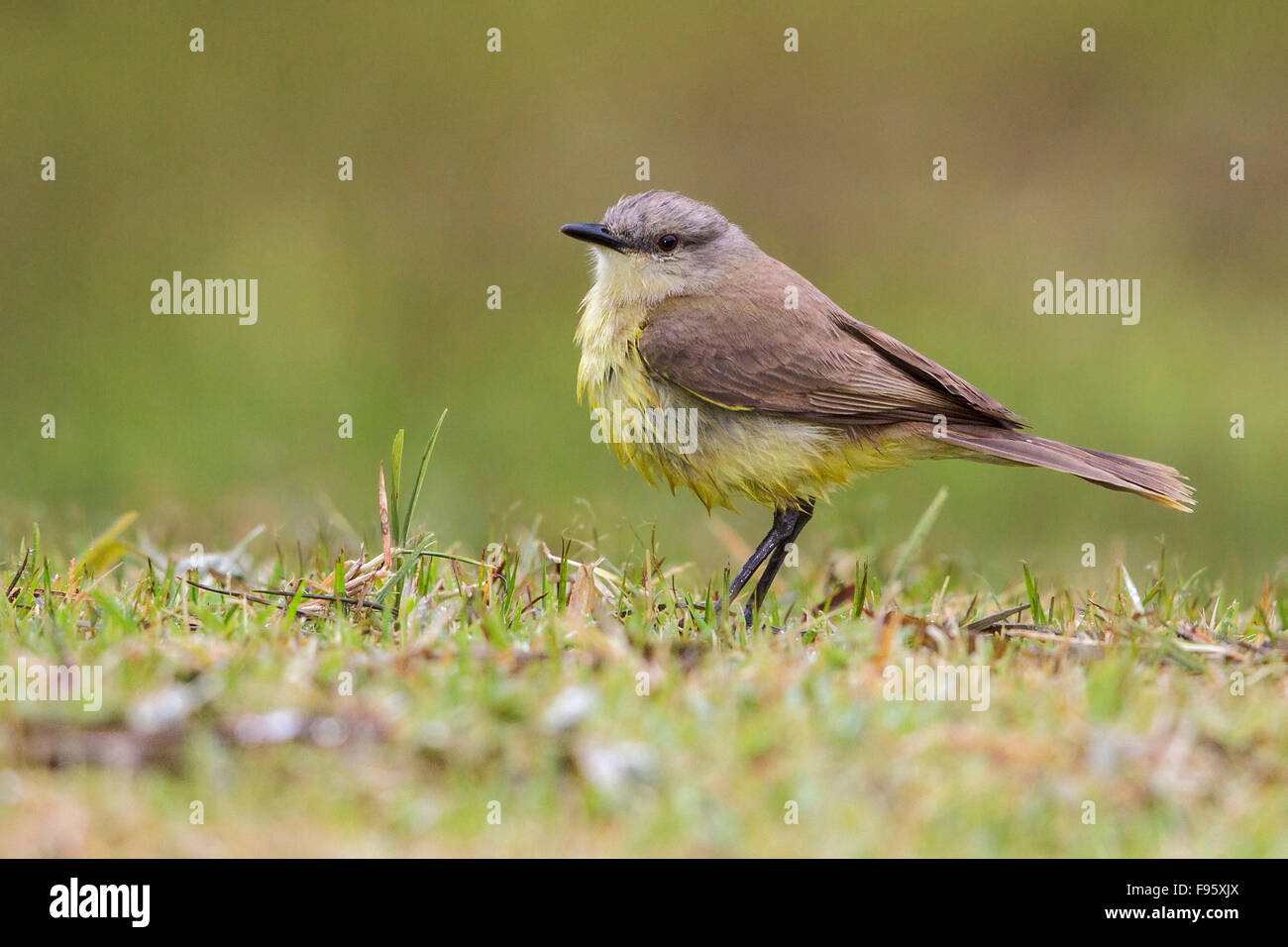 Cattle Tyrant (Machetornis rixosa) perched on the ground in the ...