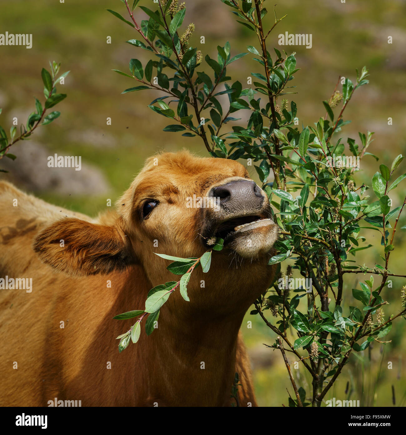 Cow Eating Leaves