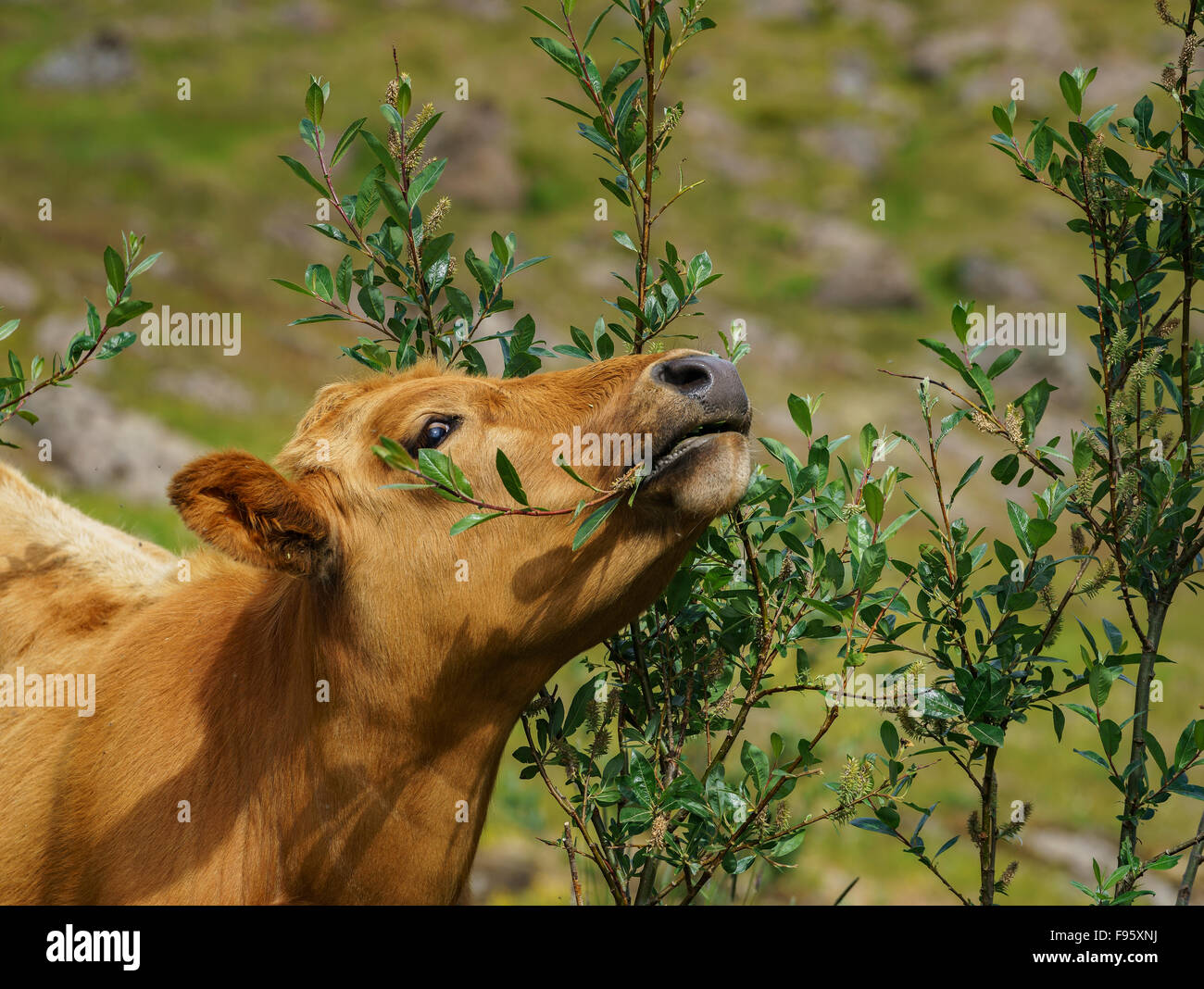 Cow eating small bushes, Nordurardalur Valley, Iceland Stock Photo - Alamy