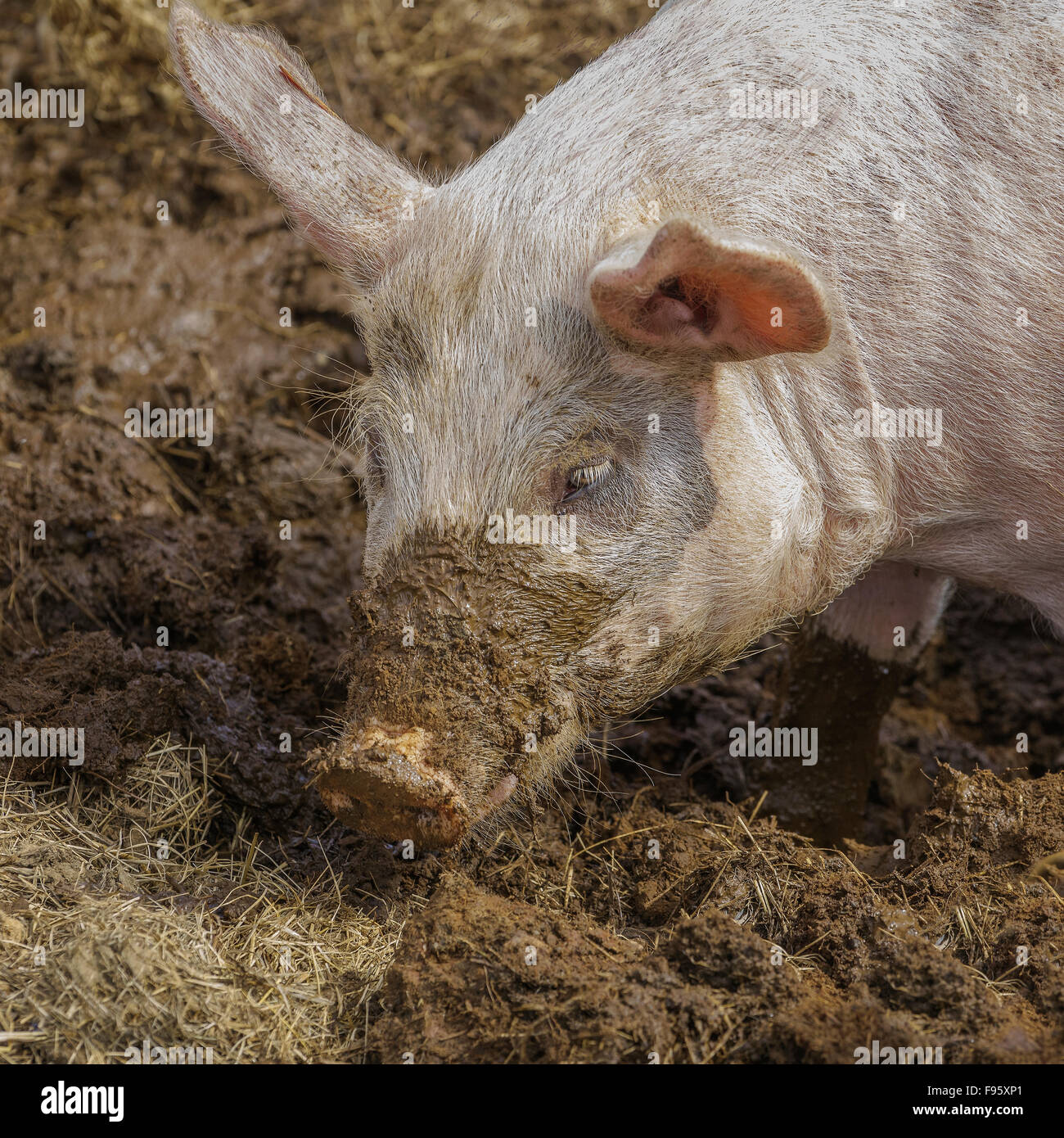 Pig in the mud, Nordurardalur Valley, Western Iceland Stock Photo - Alamy