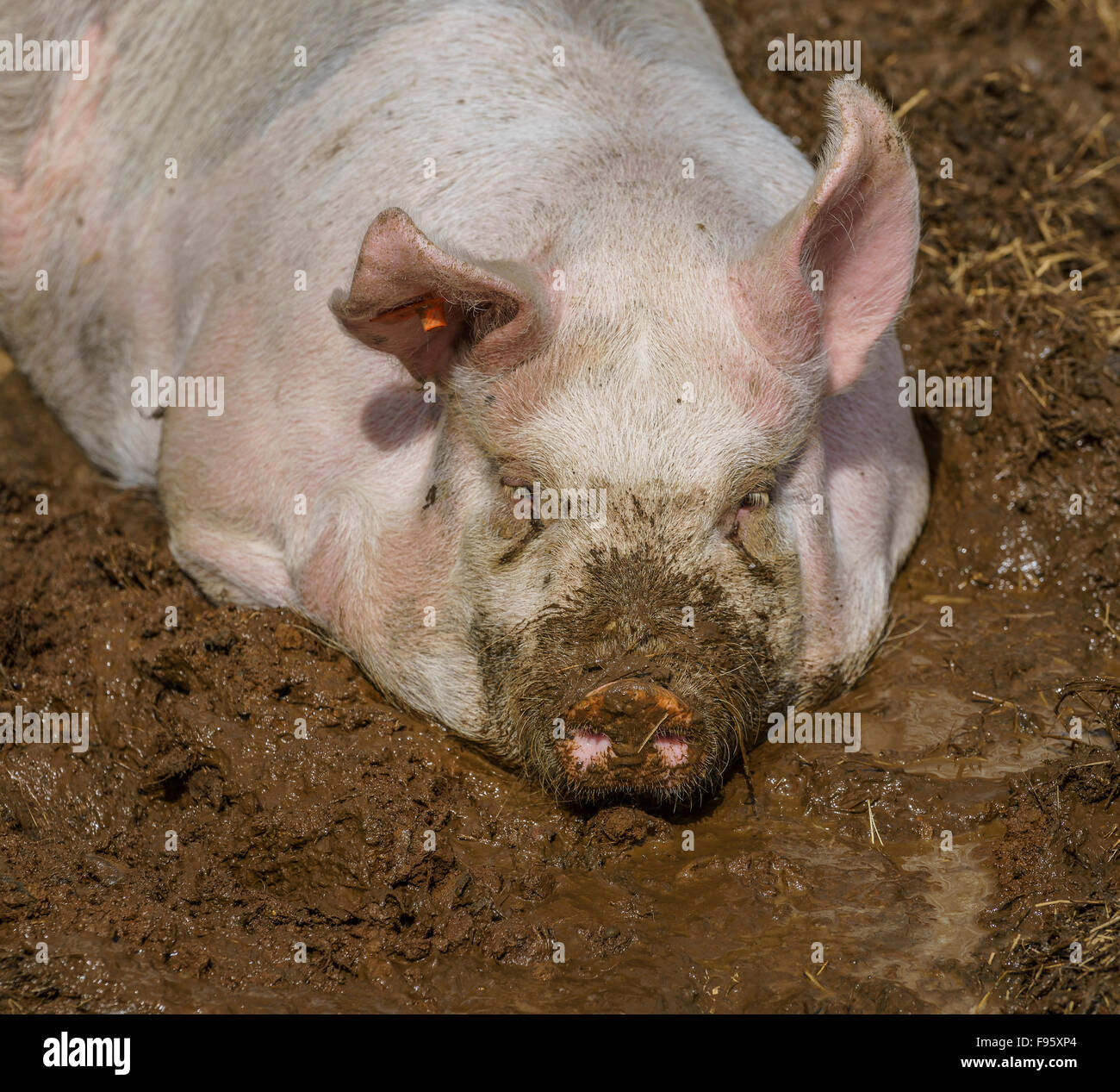Pig in the mud, Nordurardalur Valley, Western Iceland Stock Photo - Alamy
