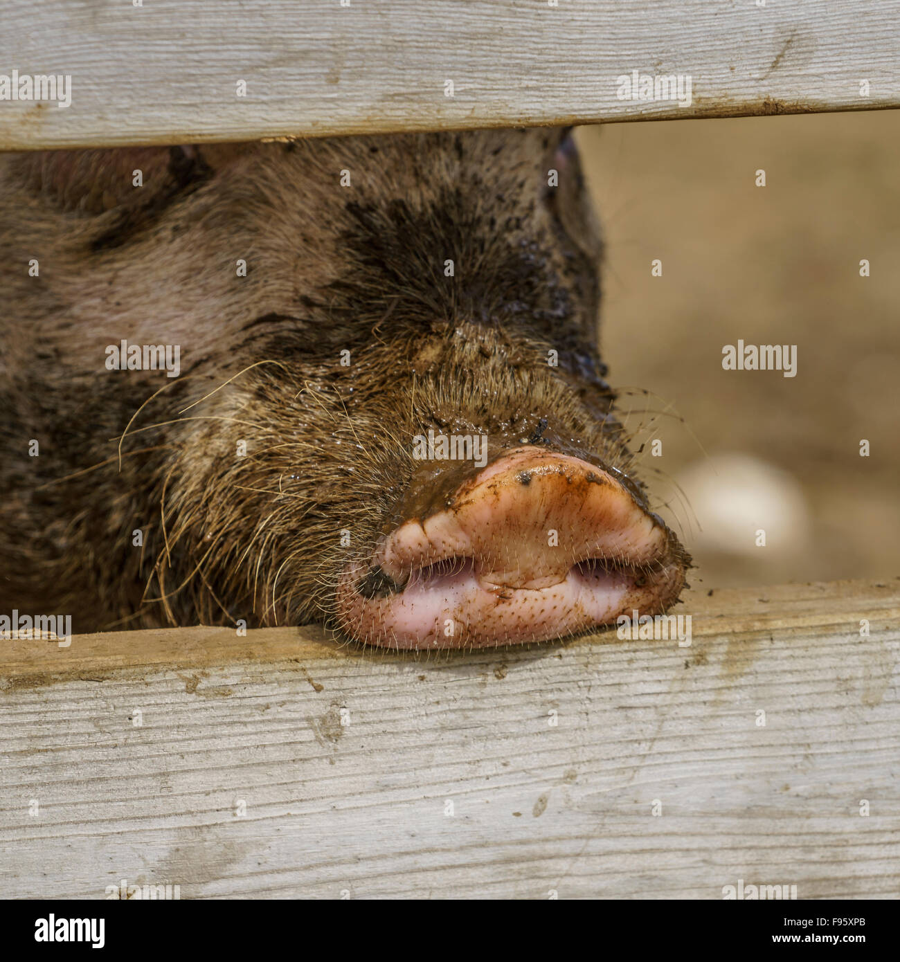 Pig fence hi-res stock photography and images - Alamy