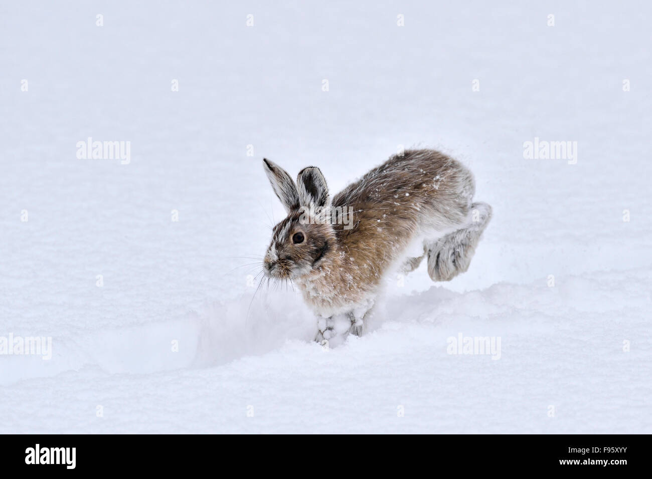 A snowshoe hare, Lepus americanus with his coat changing from his ...