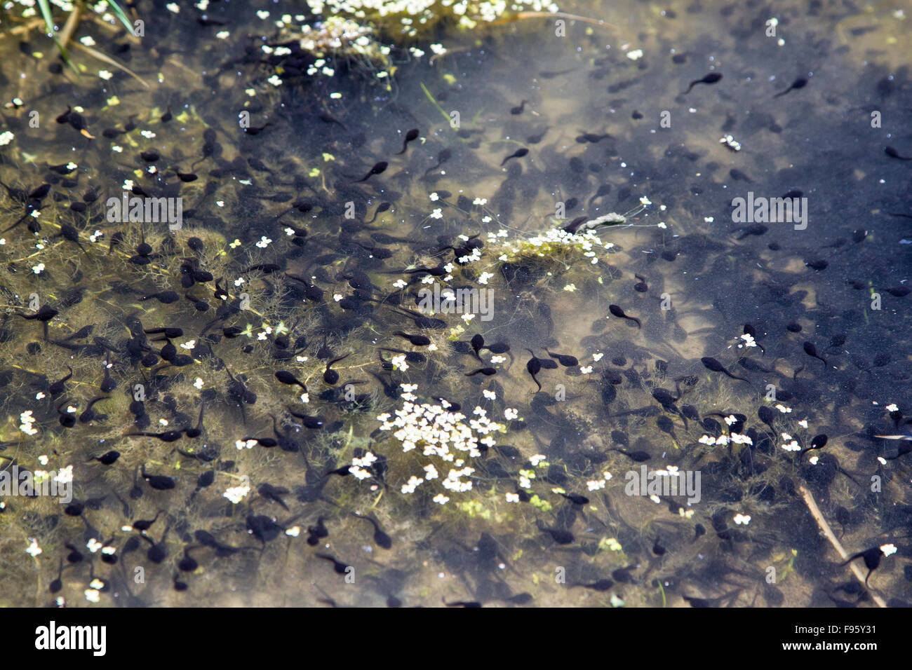 Toad life cycle hi-res stock photography and images - Alamy