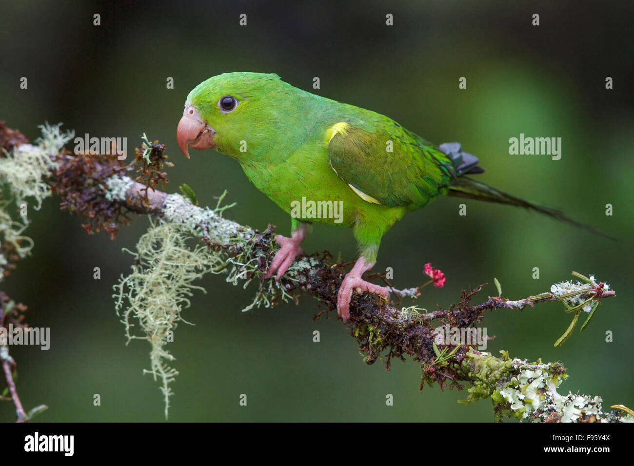 Plain Parakeet (Brotogeris tirica) perched on a branch in the Atlantic ...