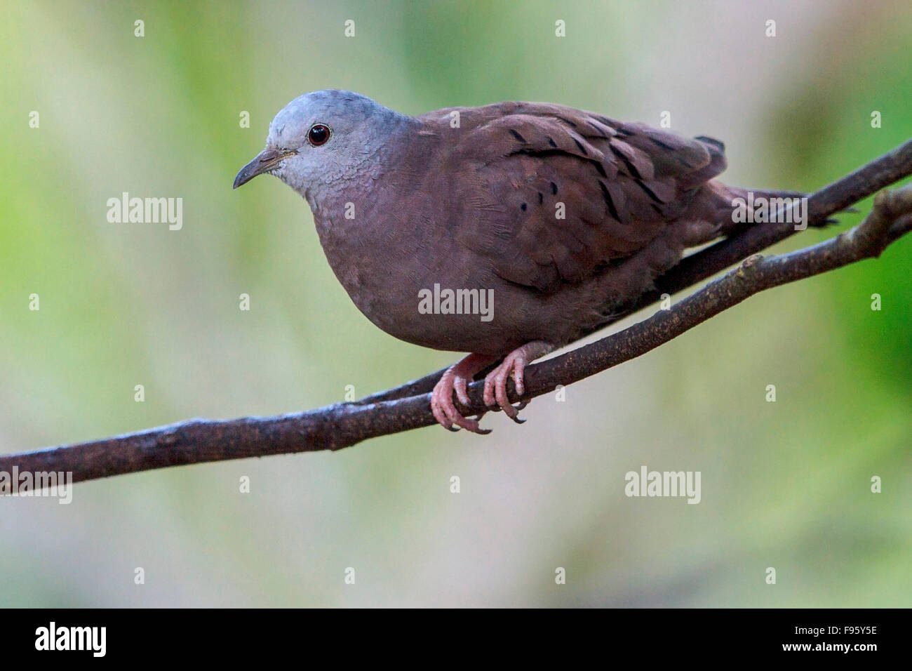 Ruddy Ground Dove (Columbina talpacoti) perched on a branch in the ...