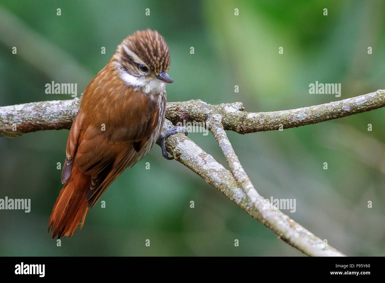 Streaked Xenops (Xenops rutilans) perched on a branch in the Atlantic ...