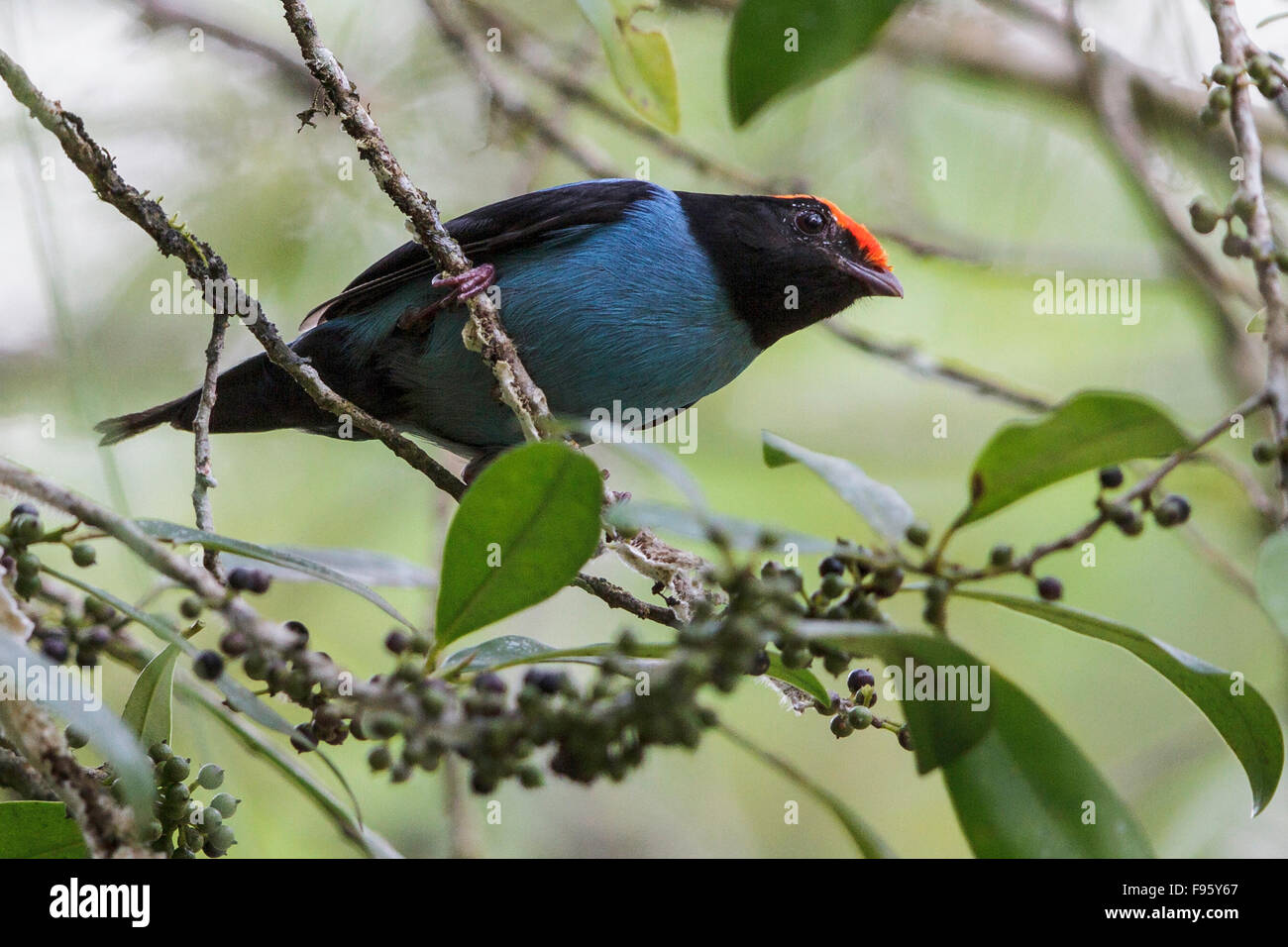 Chiroxiphia caudata hi-res stock photography and images - Alamy