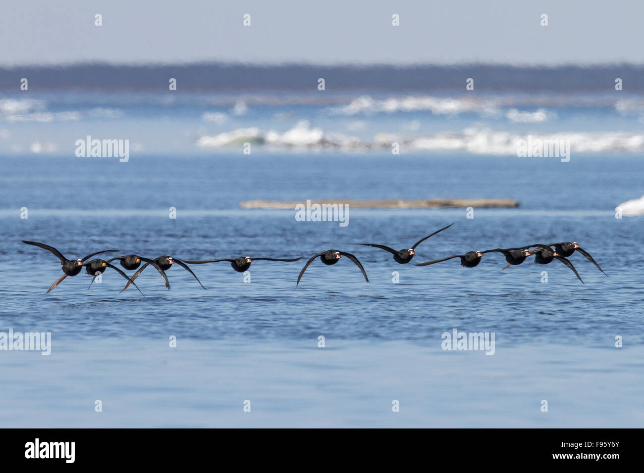 Surf scoter hi-res stock photography and images - Alamy