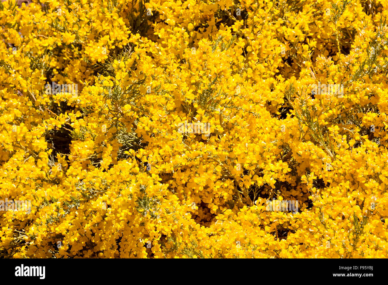 Blooming Flower Background Stock Photo - Alamy