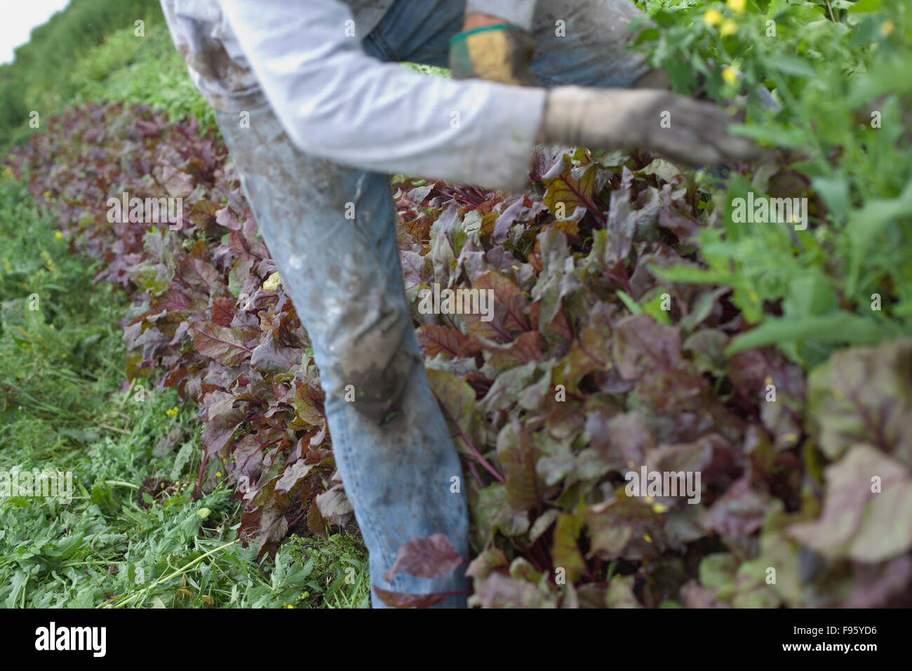 Person Weeding High Resolution Stock Photography and Images - Alamy