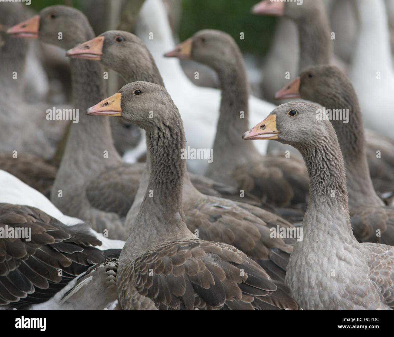 American Buff Goose High Resolution Stock Photography and Images - Alamy