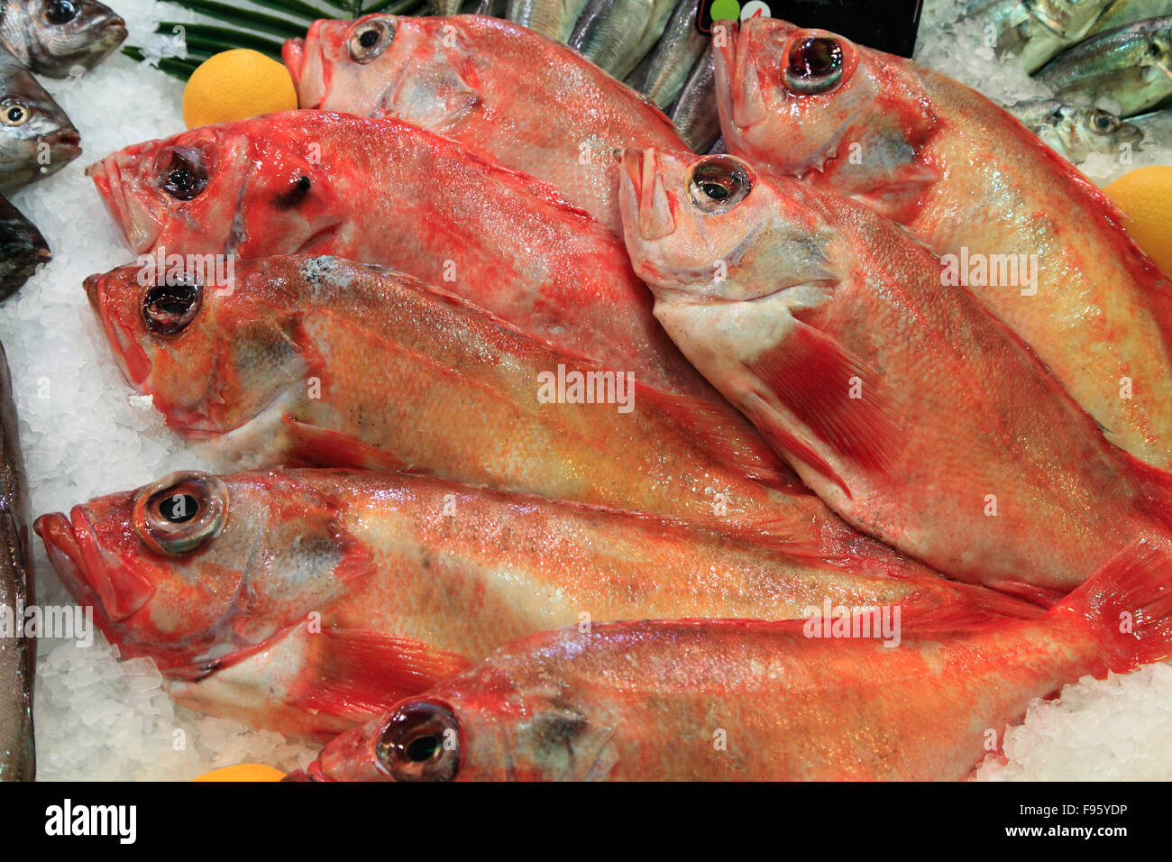 Nancy fish hi-res stock photography and images - Alamy