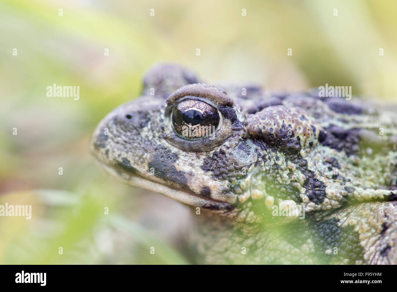 Toad life cycle hi-res stock photography and images - Alamy