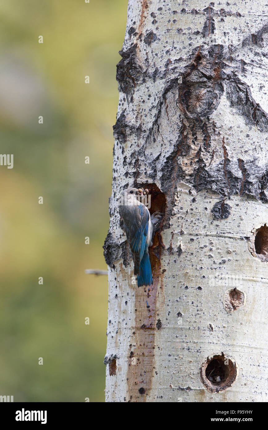 Mountain bluebird (Sialia currucoides), female with insects for chicks ...
