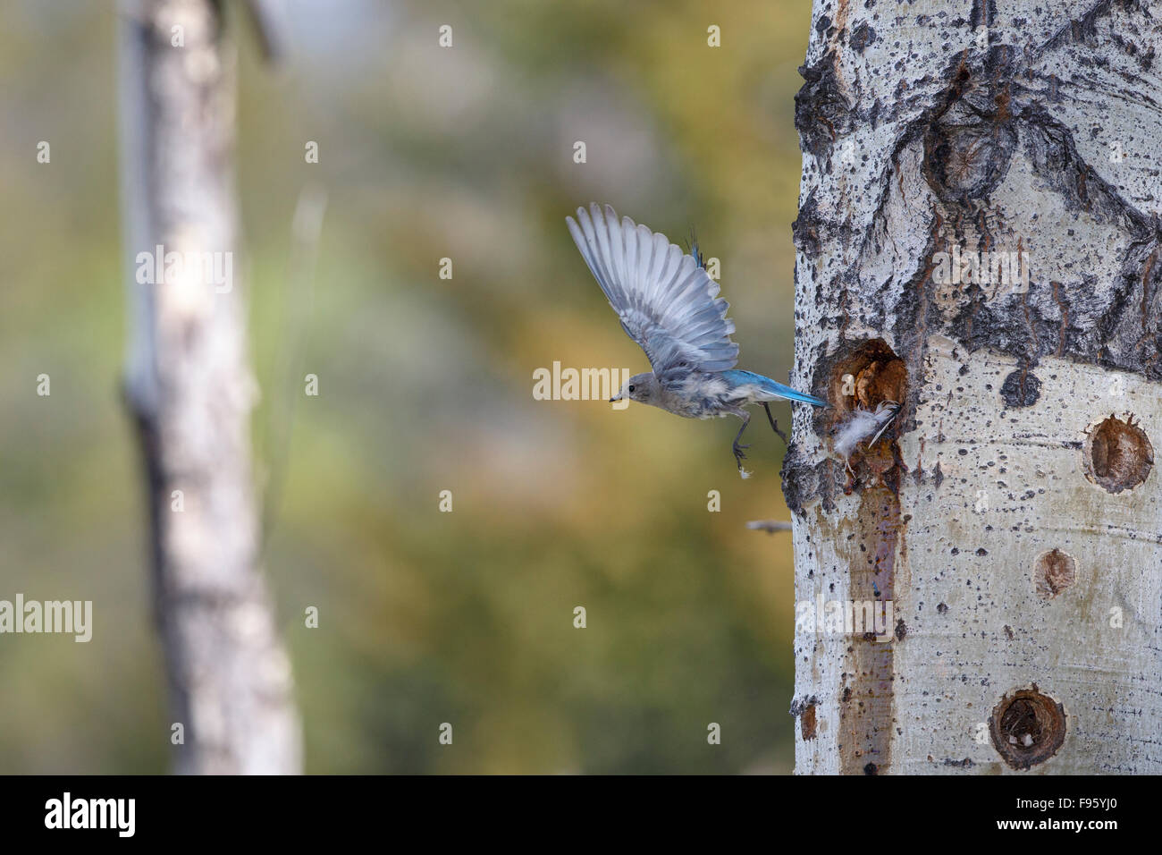 Female Mountain Bluebird Flying