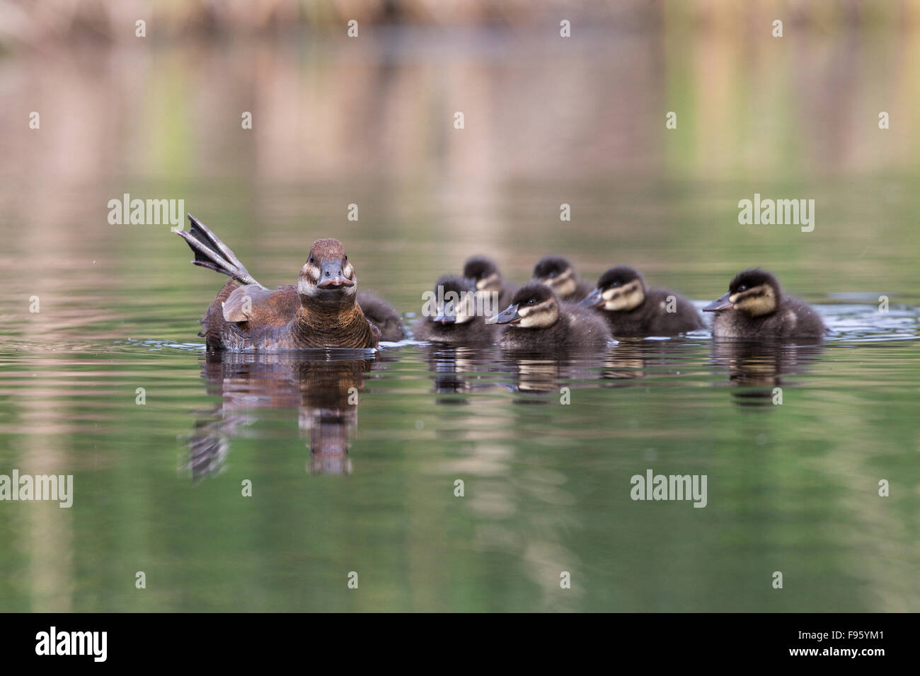Ruddy duck (Oxyura jamaicensis), female stretching leg and ducklings ...