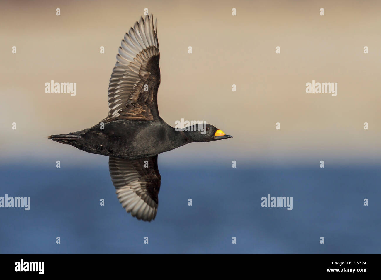 Black Scoter (Melanitta nigra) flying over the Hudson's Bay in ...