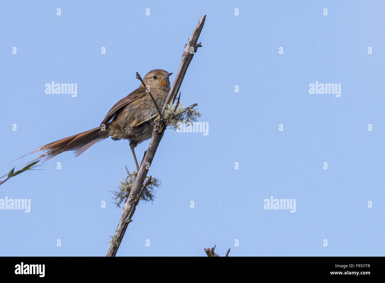 Asthenes moreirae hi-res stock photography and images - Alamy