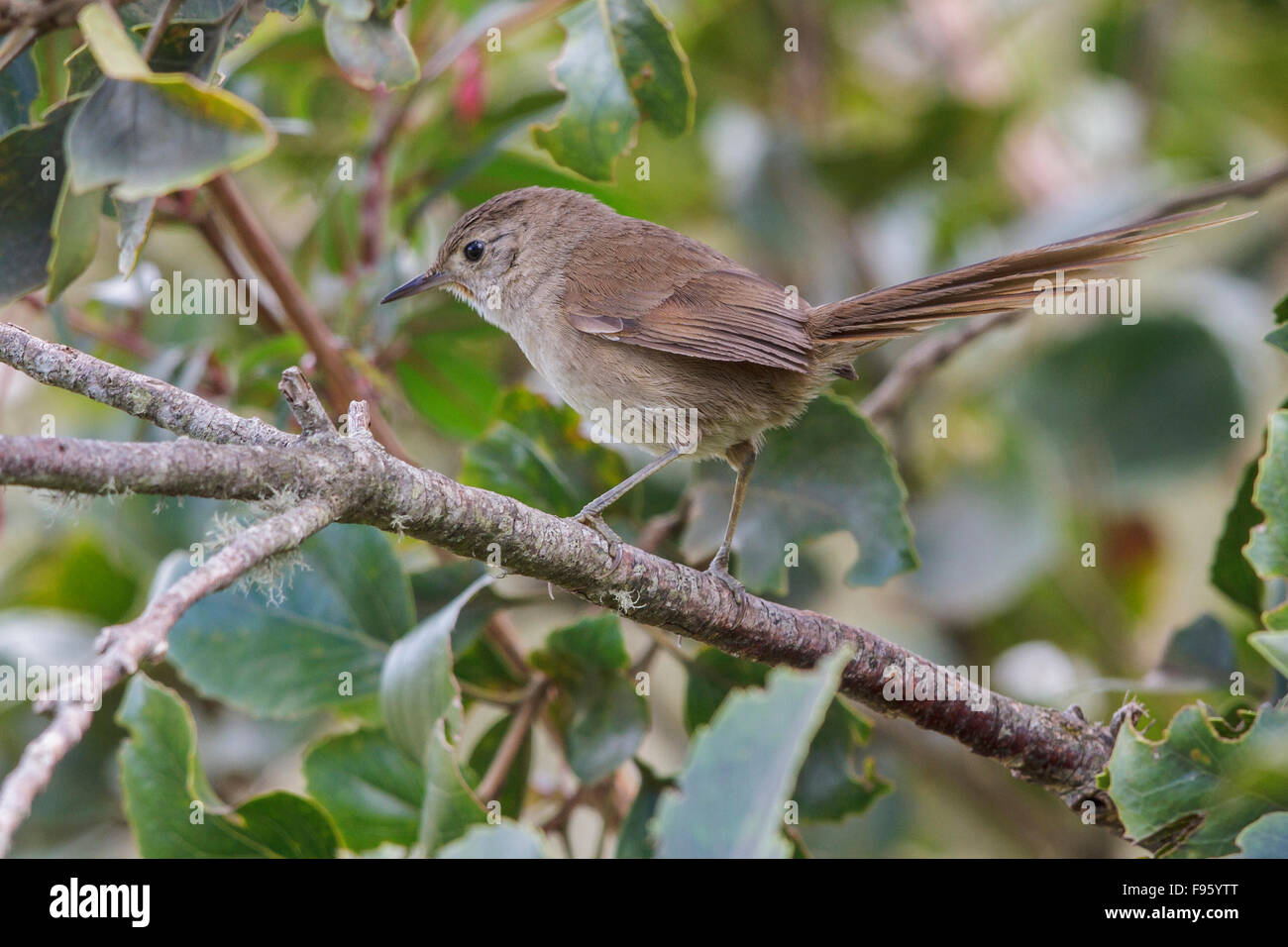 Itatiaia spinetail hi-res stock photography and images - Alamy
