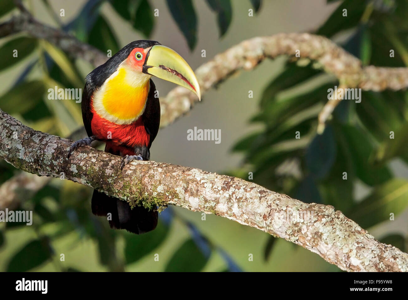 Redbreasted Toucan (Ramphastos dicolorus) perched on a branch in the ...