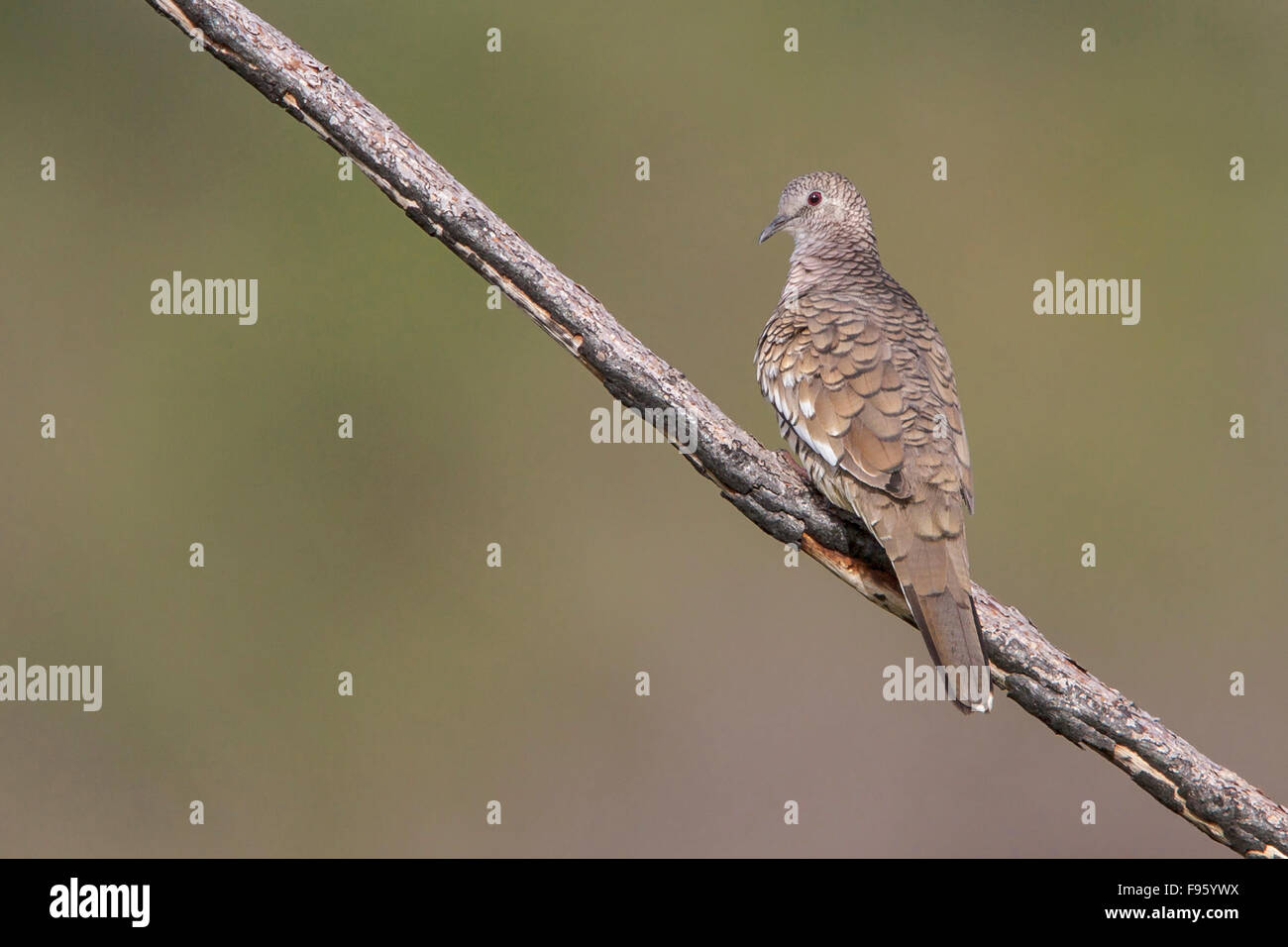 Scaled dove hi-res stock photography and images - Alamy