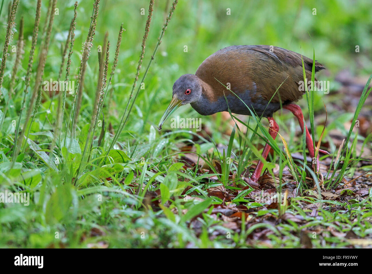Slatybreasted WoodRail (Aramides saracura) on the ground in the ...