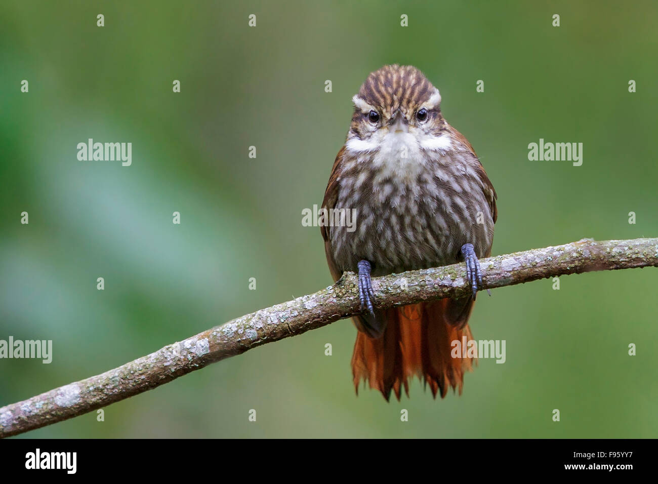 Streaked xenops hi-res stock photography and images - Alamy