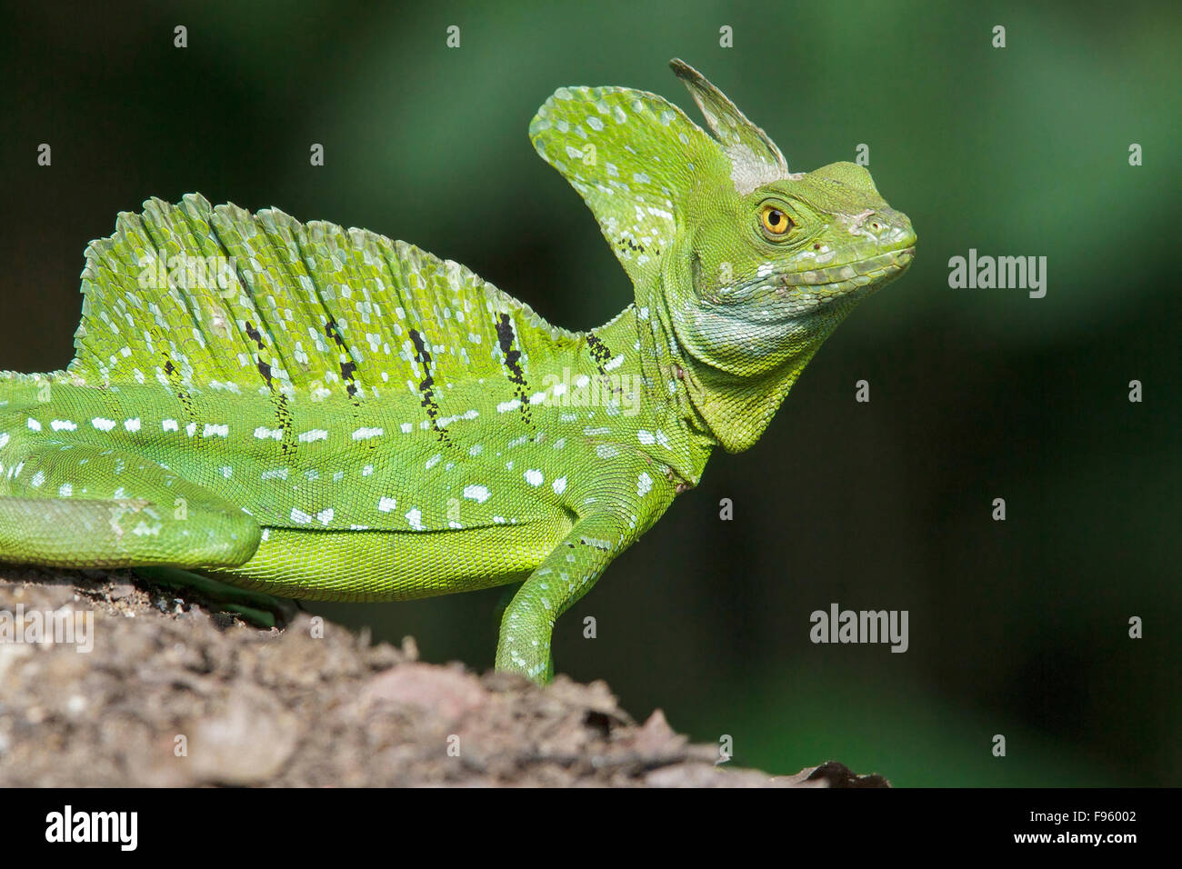 Lizard side view hi-res stock photography and images - Alamy