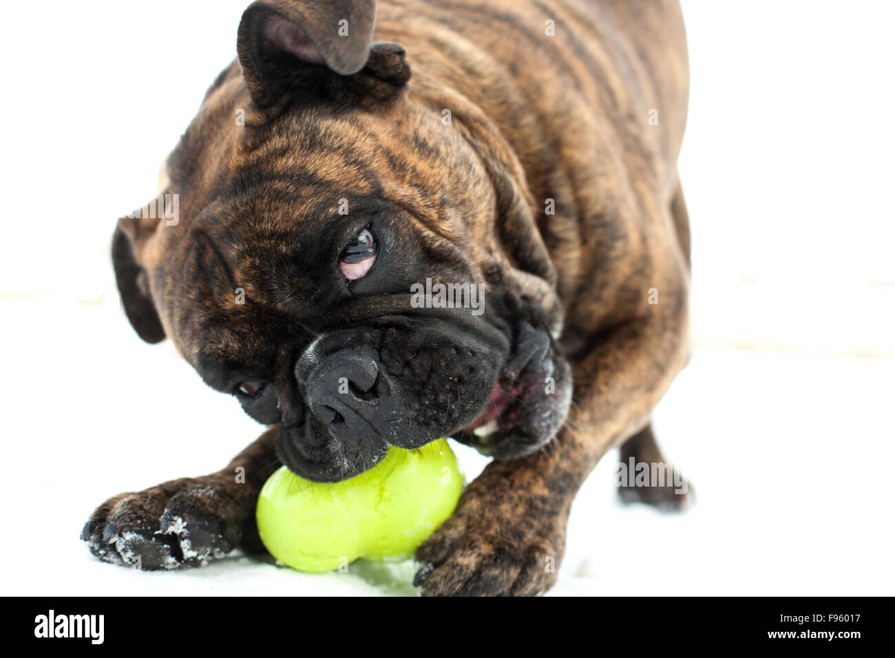 Dog breed image hi-res stock photography and images - Alamy