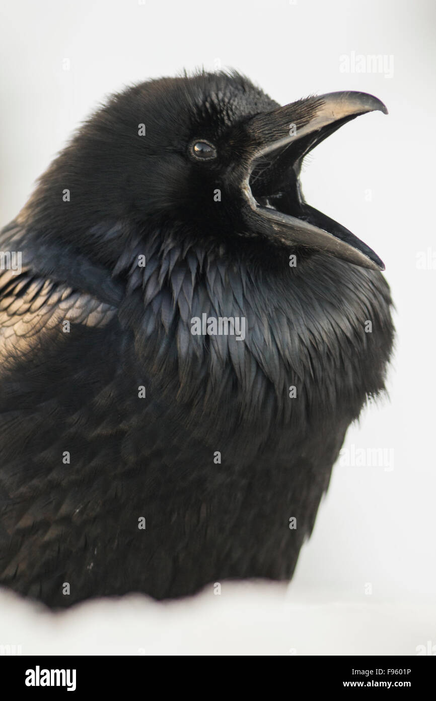 Raven with open mouth hi-res stock photography and images - Alamy