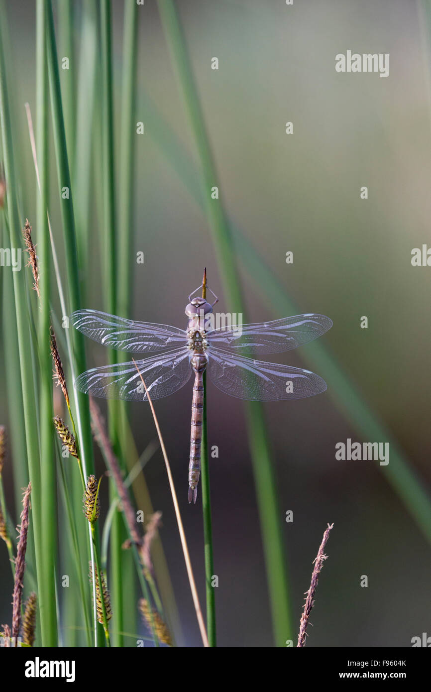 Aeshnidae hi-res stock photography and images - Alamy