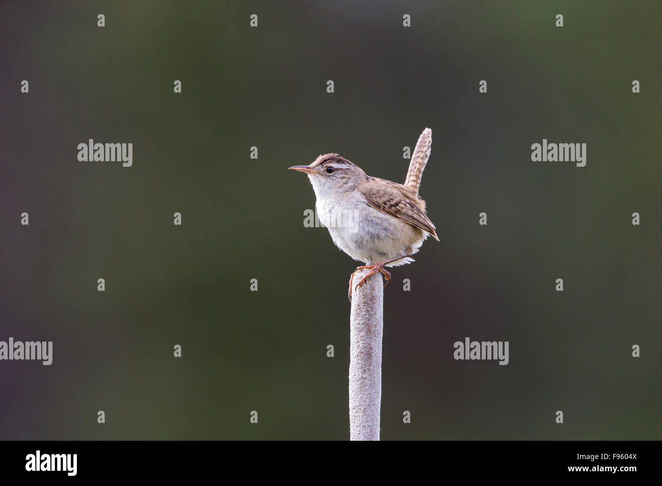 Male marsh wren cistothorus hi-res stock photography and images - Alamy