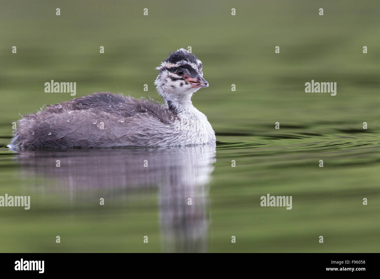Horned grebe young hi-res stock photography and images - Alamy
