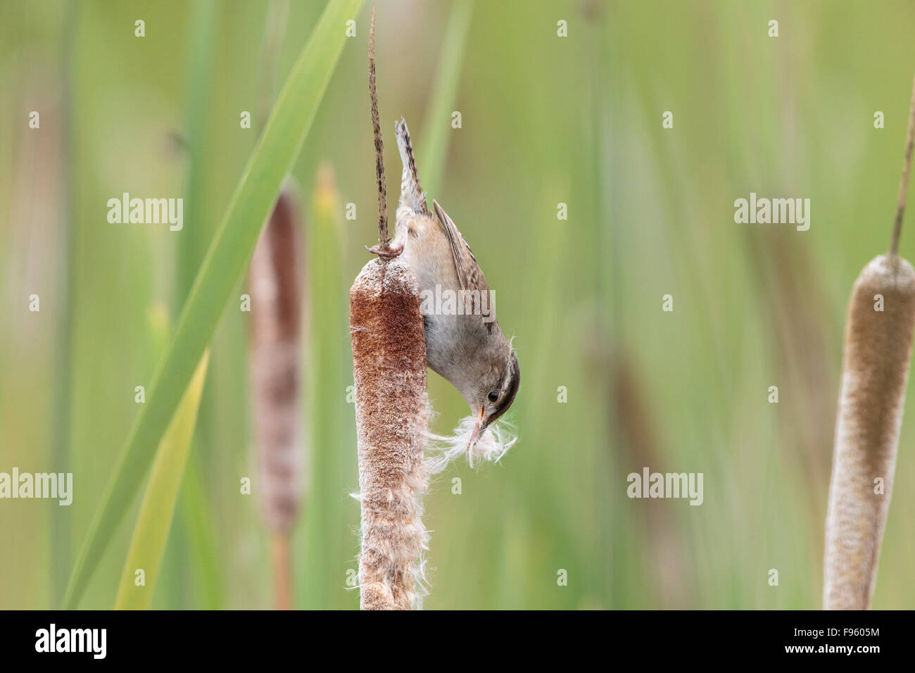 Marsh wren (Cistothorus palustris), collecting nesting material from ...