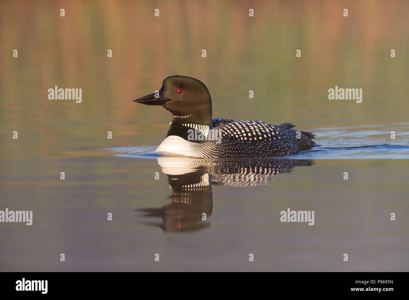 Common loon (Gavia immer), adult in breeding plumage on misty morning ...