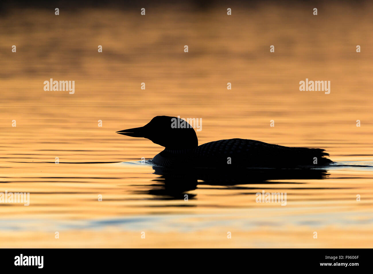Common loon photography hi-res stock photography and images - Alamy