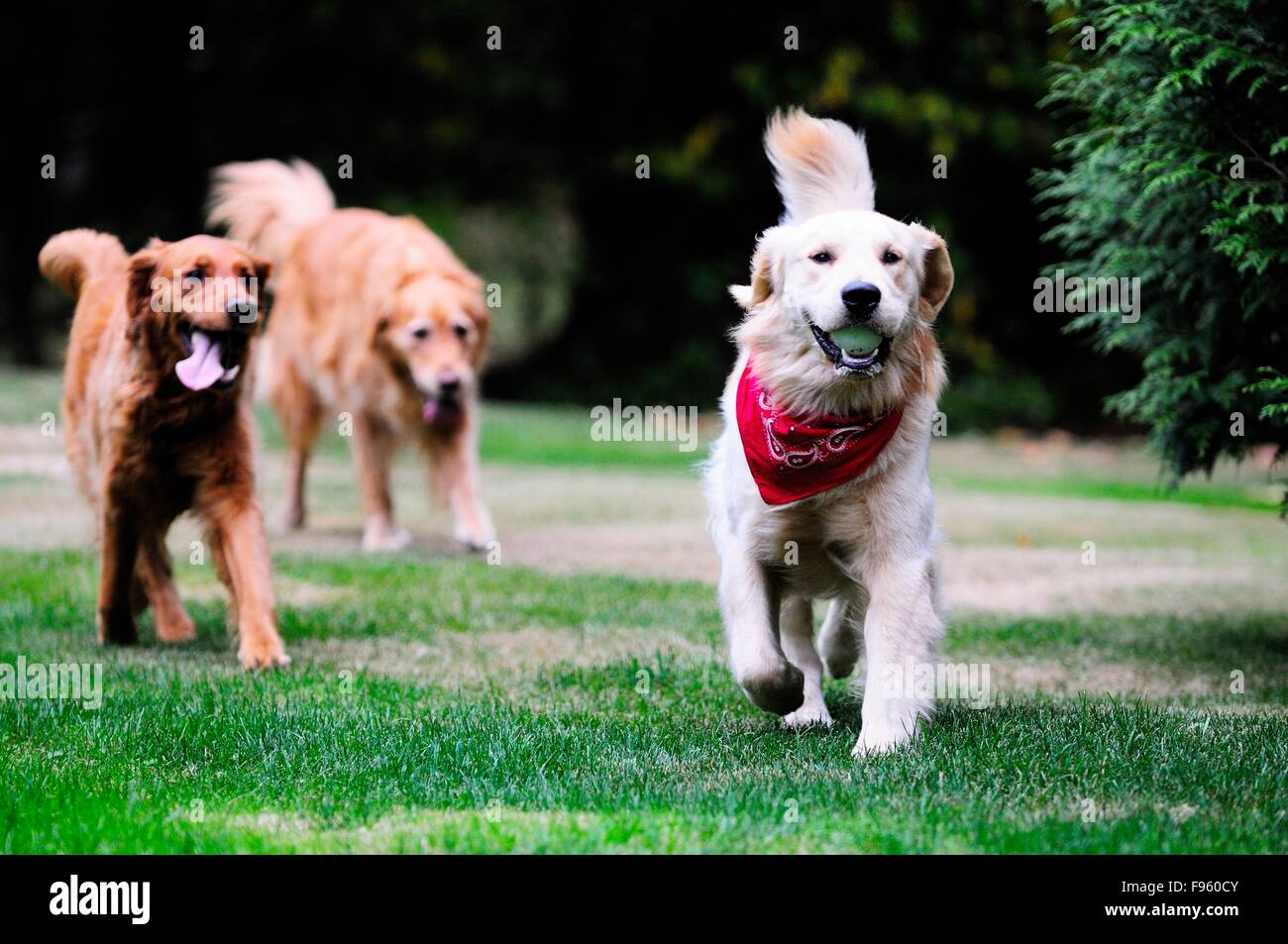 Two Golden Retrievers chase after a third Golden Retriever that has a ...
