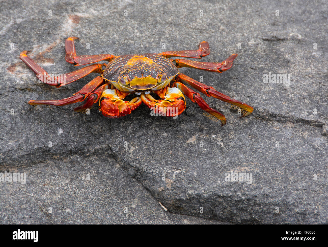 Seaside crabs at Miraflores suburb, Lima, Peru Stock Photo - Alamy