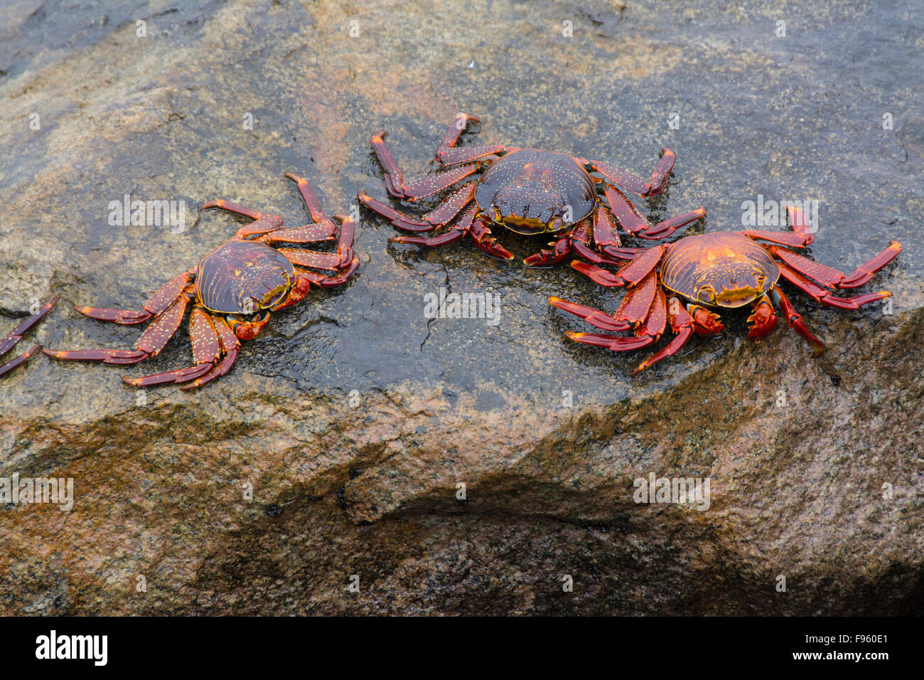 Seaside crabs at Miraflores suburb, Lima, Peru Stock Photo - Alamy
