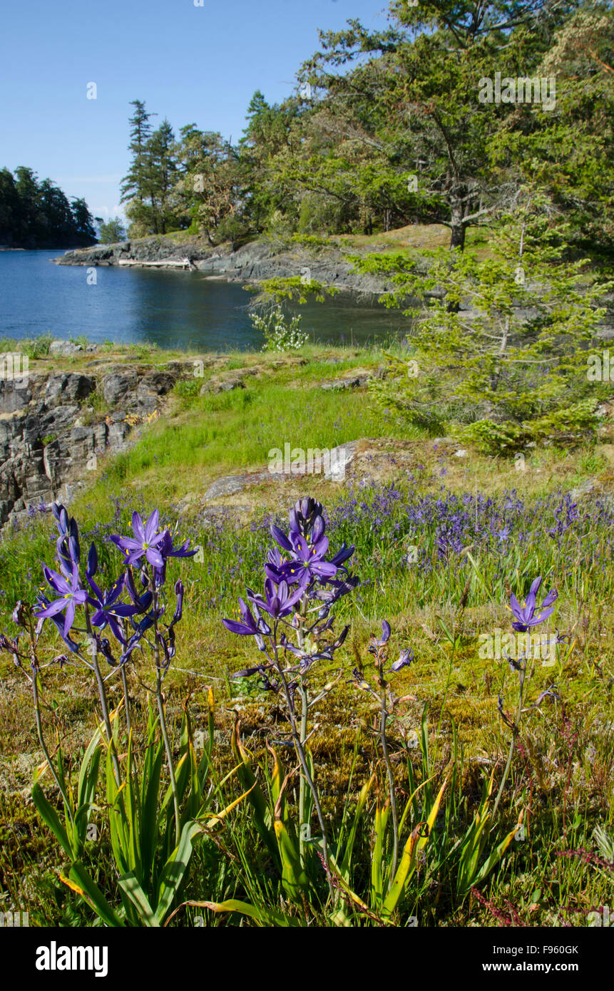 Camas camassia quamash hi-res stock photography and images - Alamy
