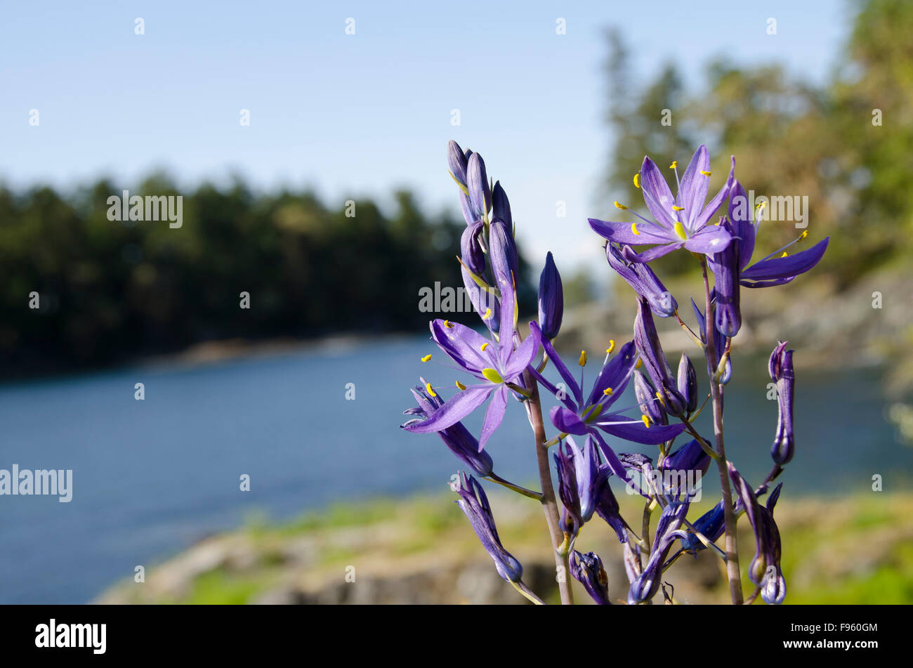Indian camas (Camassia quamash) on Portland Island, British Columbia ...