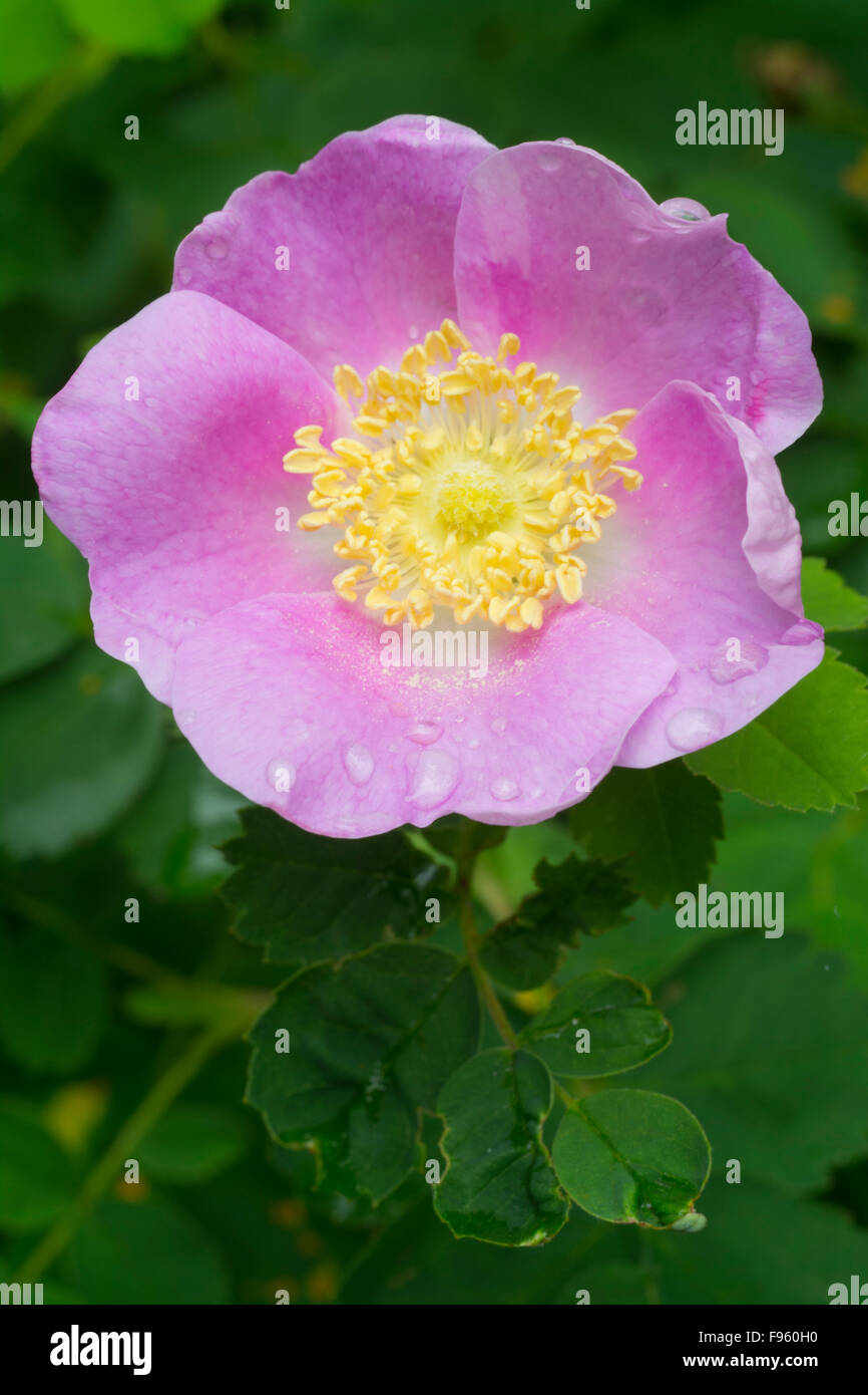 Prickly rose hi-res stock photography and images - Alamy