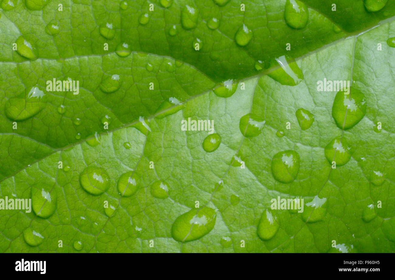 Raindrops on salal leaf, Gaultheria shallon, ,British Columbia, Canada ...