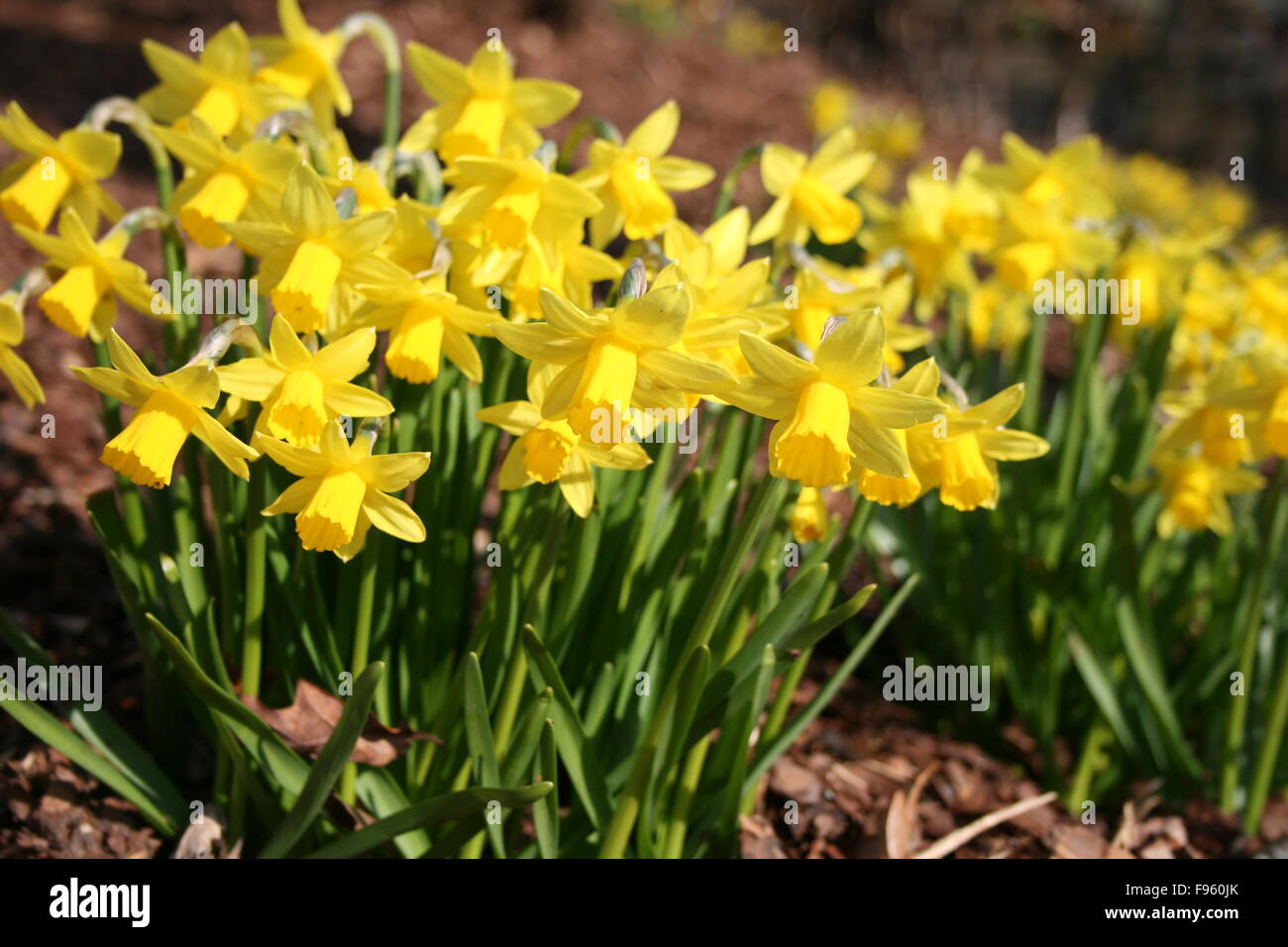 Trumpet daffodil bouquet hi-res stock photography and images - Alamy