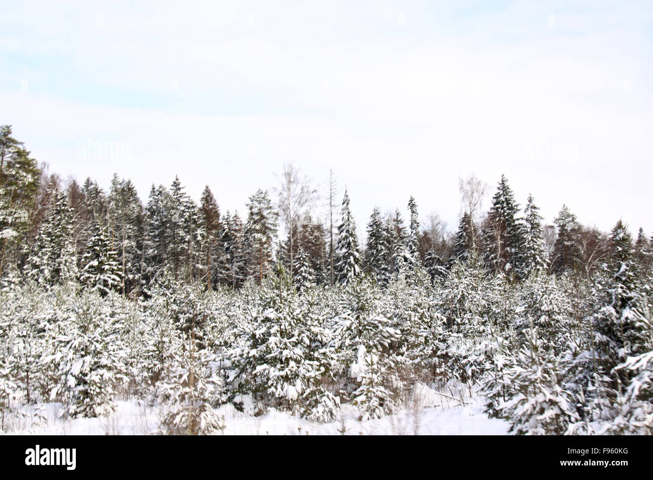 Beautiful winter forest landscape in Russia Stock Photo - Alamy